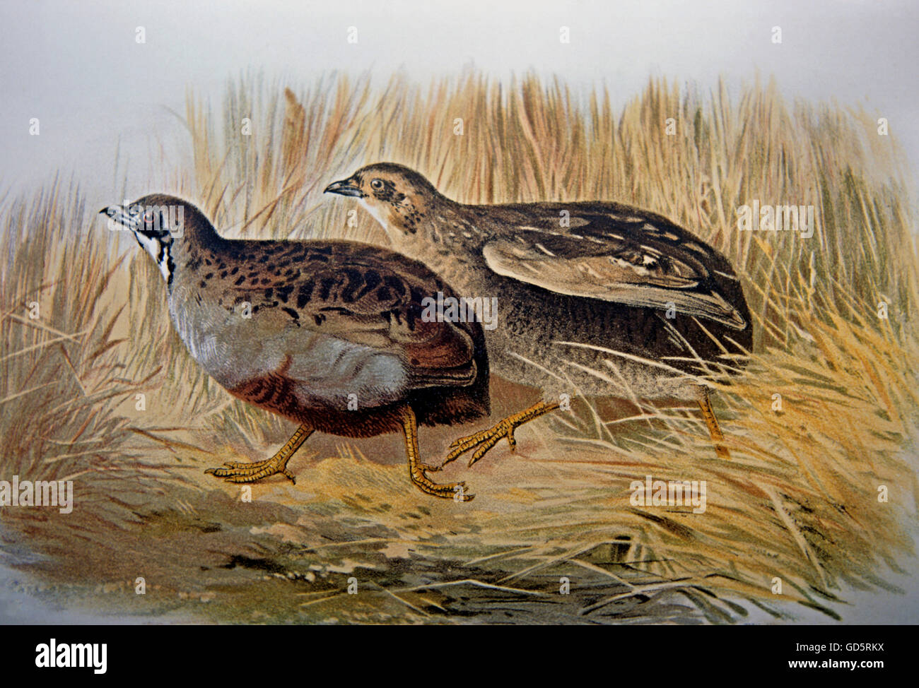 Illustration of "The Game Birds Stock Photo - Alamy