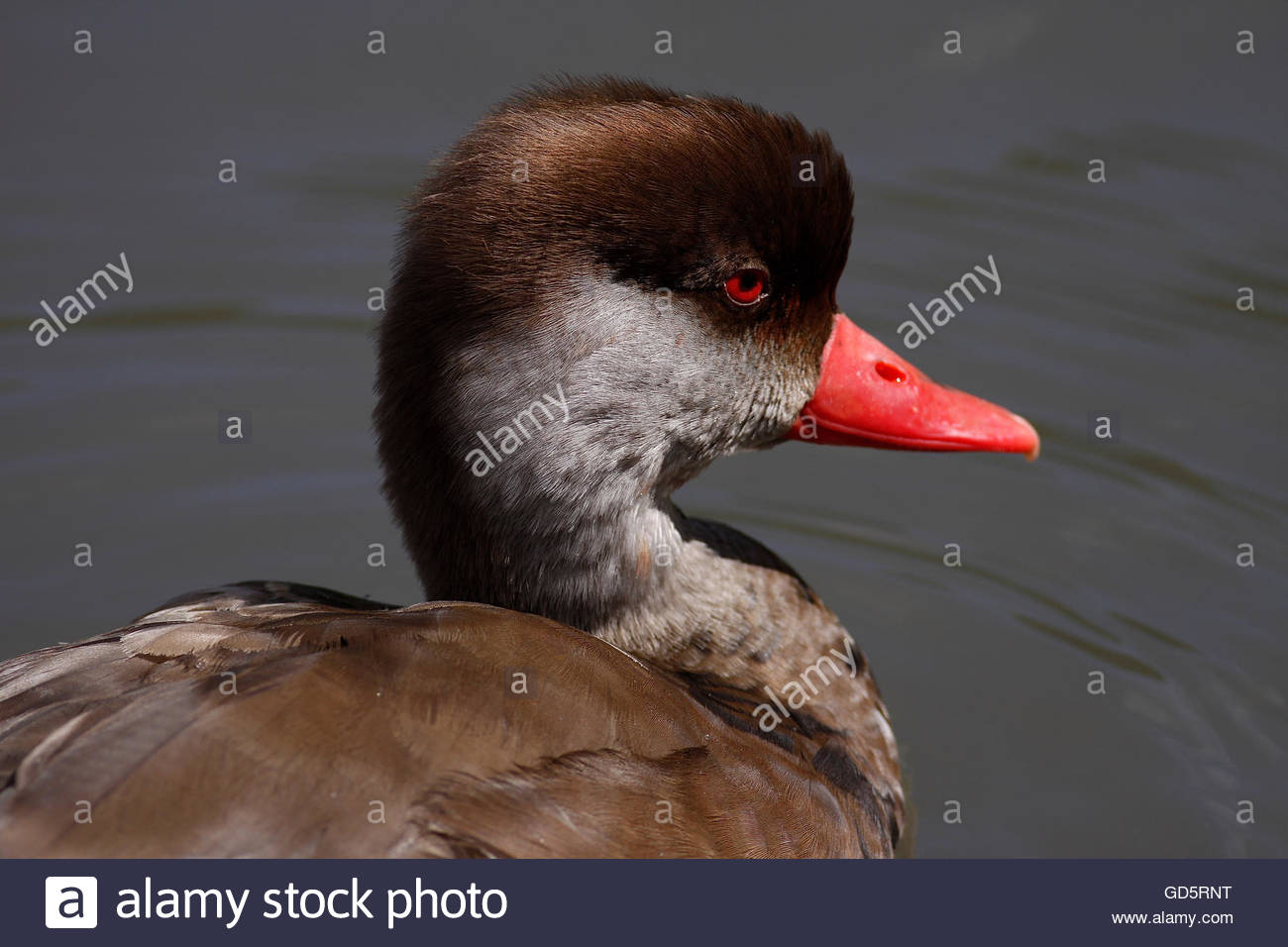 Red Beak Duck Stock Photos & Red Beak Duck Stock Images - Alamy