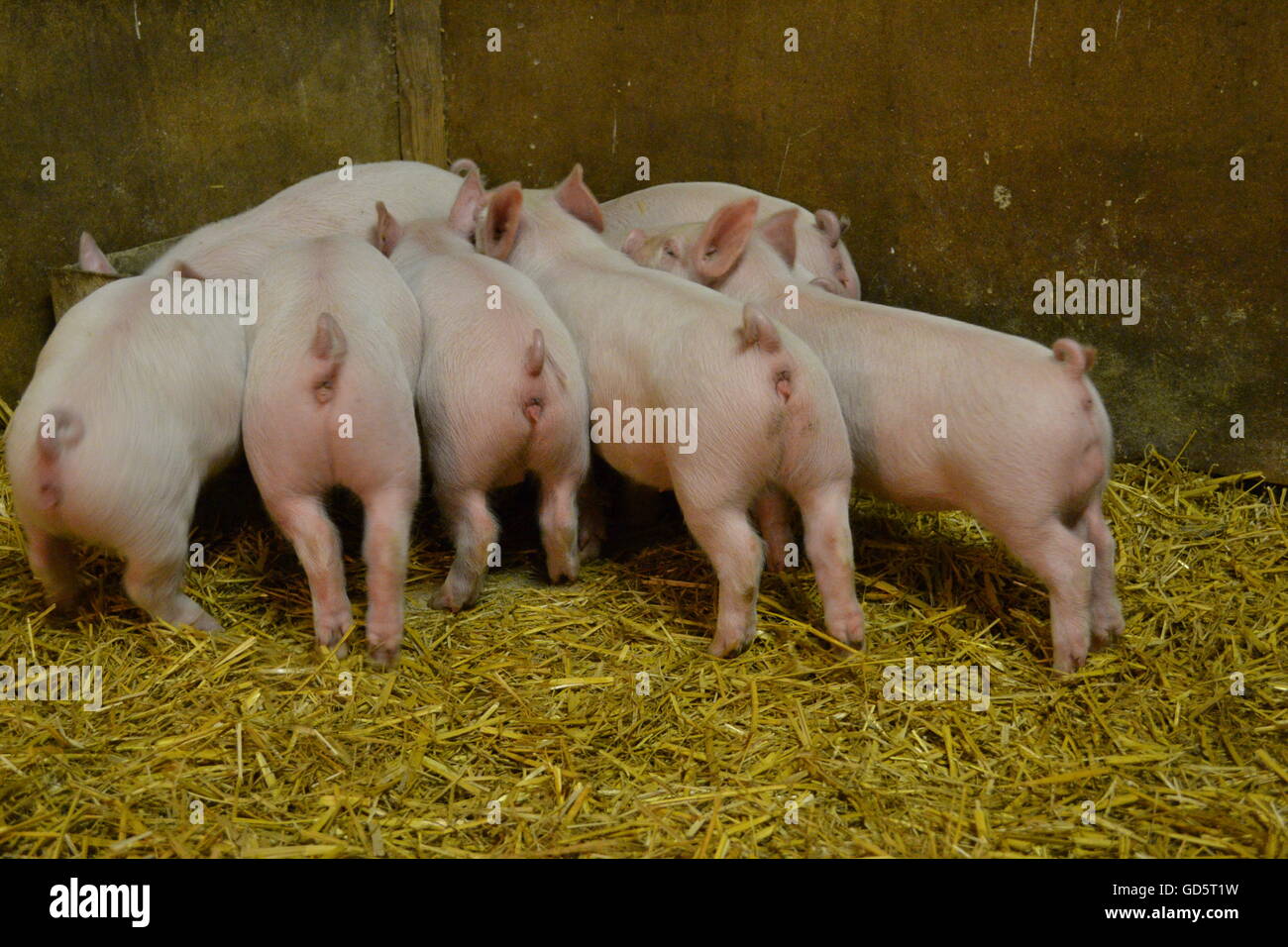 Seven piglets fighting for their food Stock Photo - Alamy
