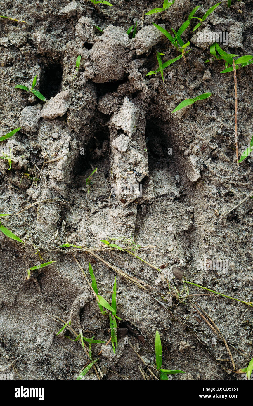Russian boar hi-res stock photography and images - Alamy