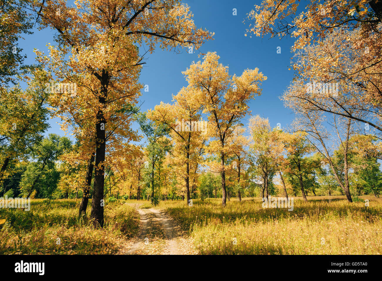 Sunny autumn road in wood hi-res stock photography and images - Alamy