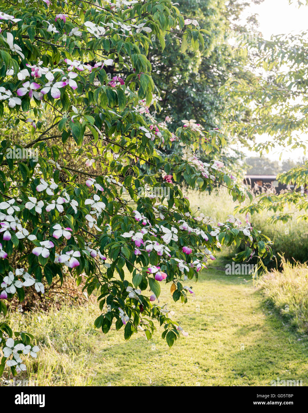 White and pink flowering tree in over grown english meadow Stock Photo ...