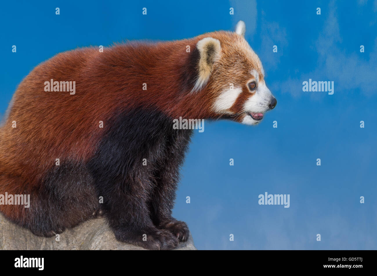 Rd panda. Closeup series Stock Photo - Alamy