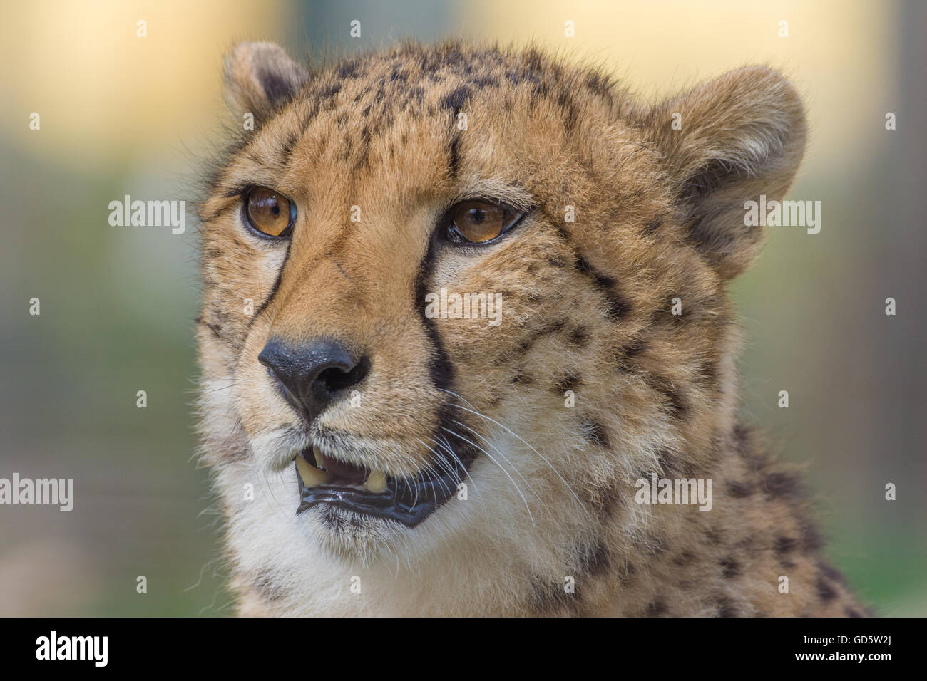Cheetah closeup series Stock Photo - Alamy