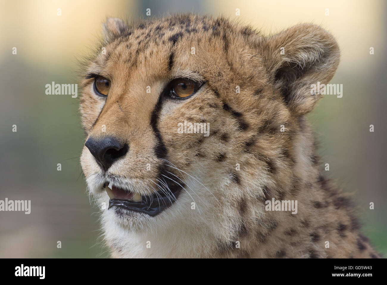 Cheetah closeup series Stock Photo - Alamy