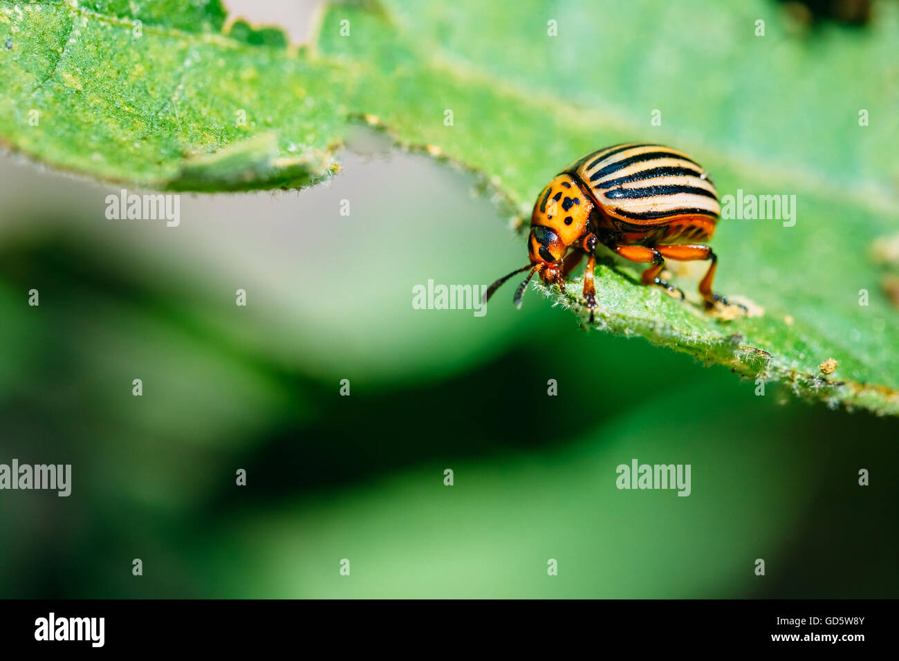 Leptinotarsa decemlineata hi-res stock photography and images - Alamy