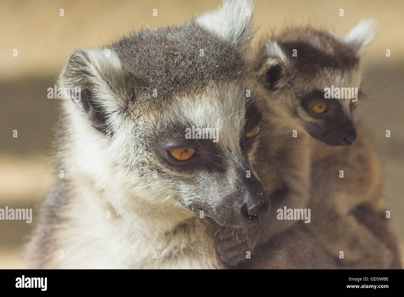 Baby ring-tailed lemur riding on the back of its mother Stock Photo - Alamy