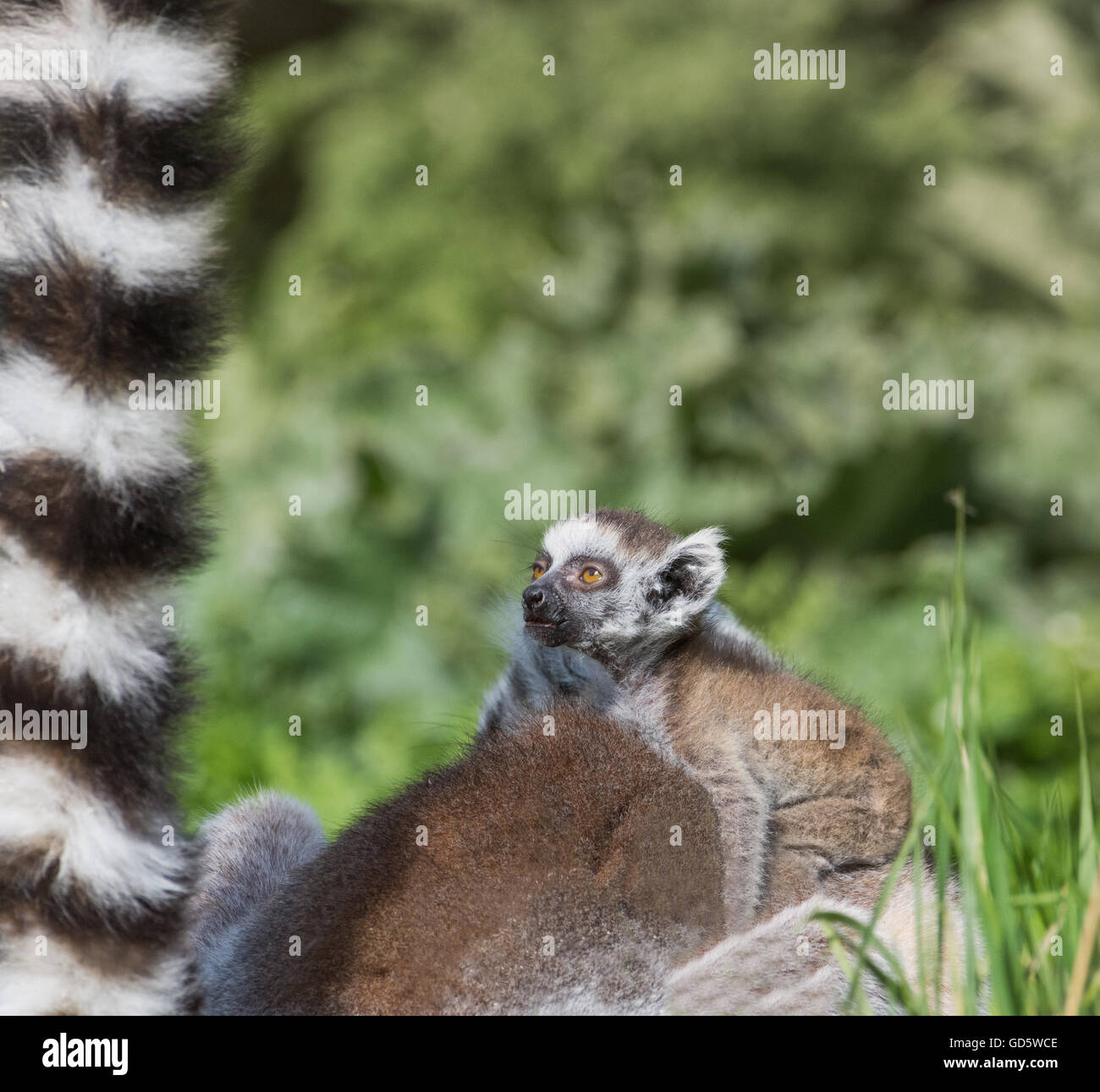 Baby ring-tailed lemur riding on the back of its mother Stock Photo - Alamy