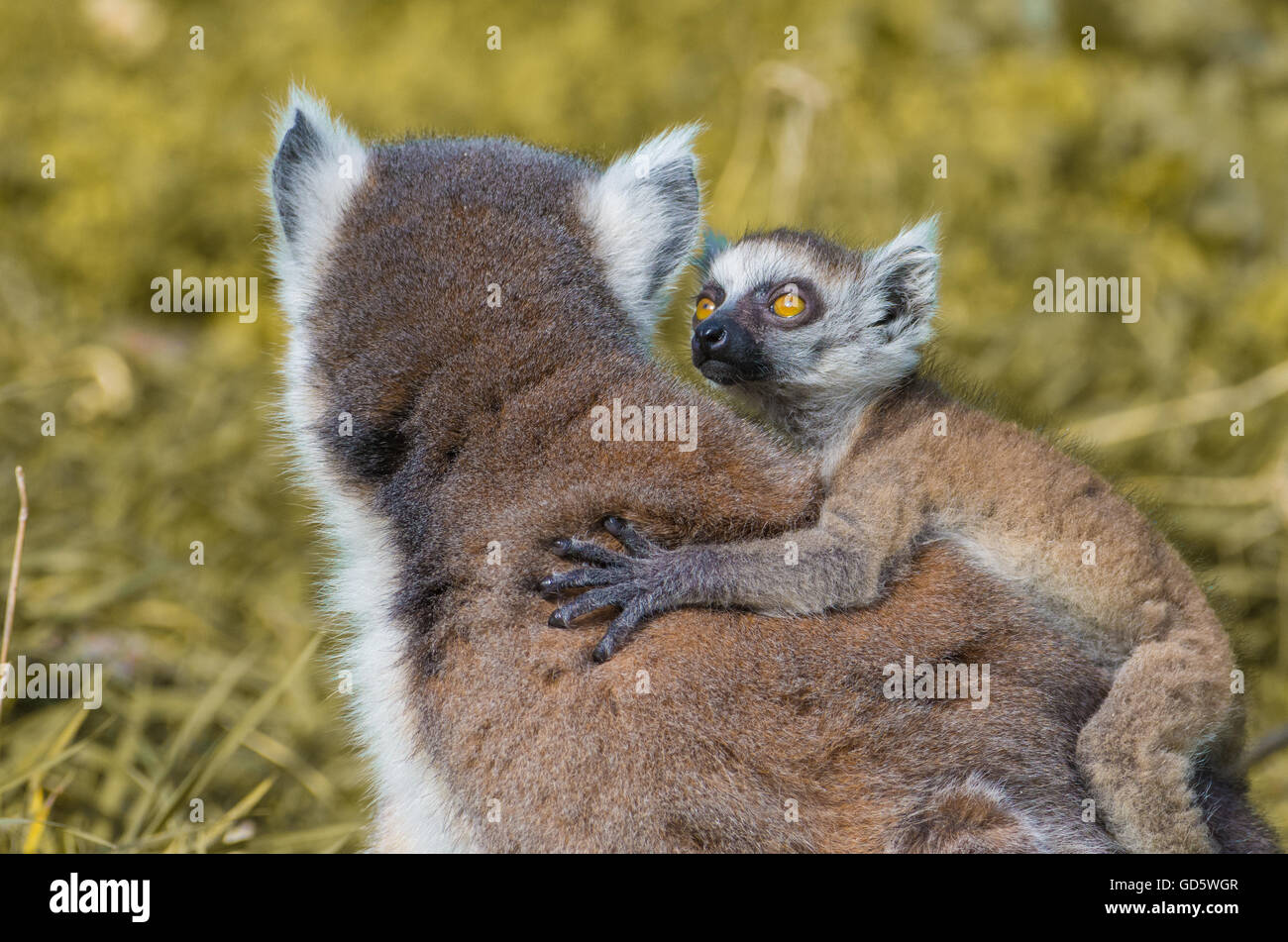 Baby ring-tailed lemur riding on the back of its mother Stock Photo - Alamy