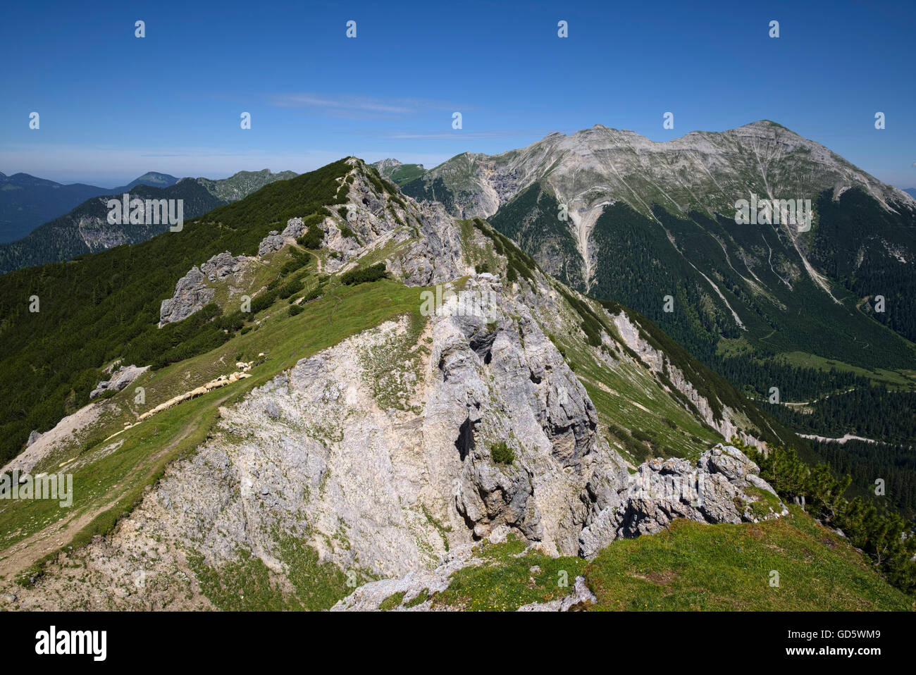 sheep on green mountain meadow and long ridge at Soiernspitze ...