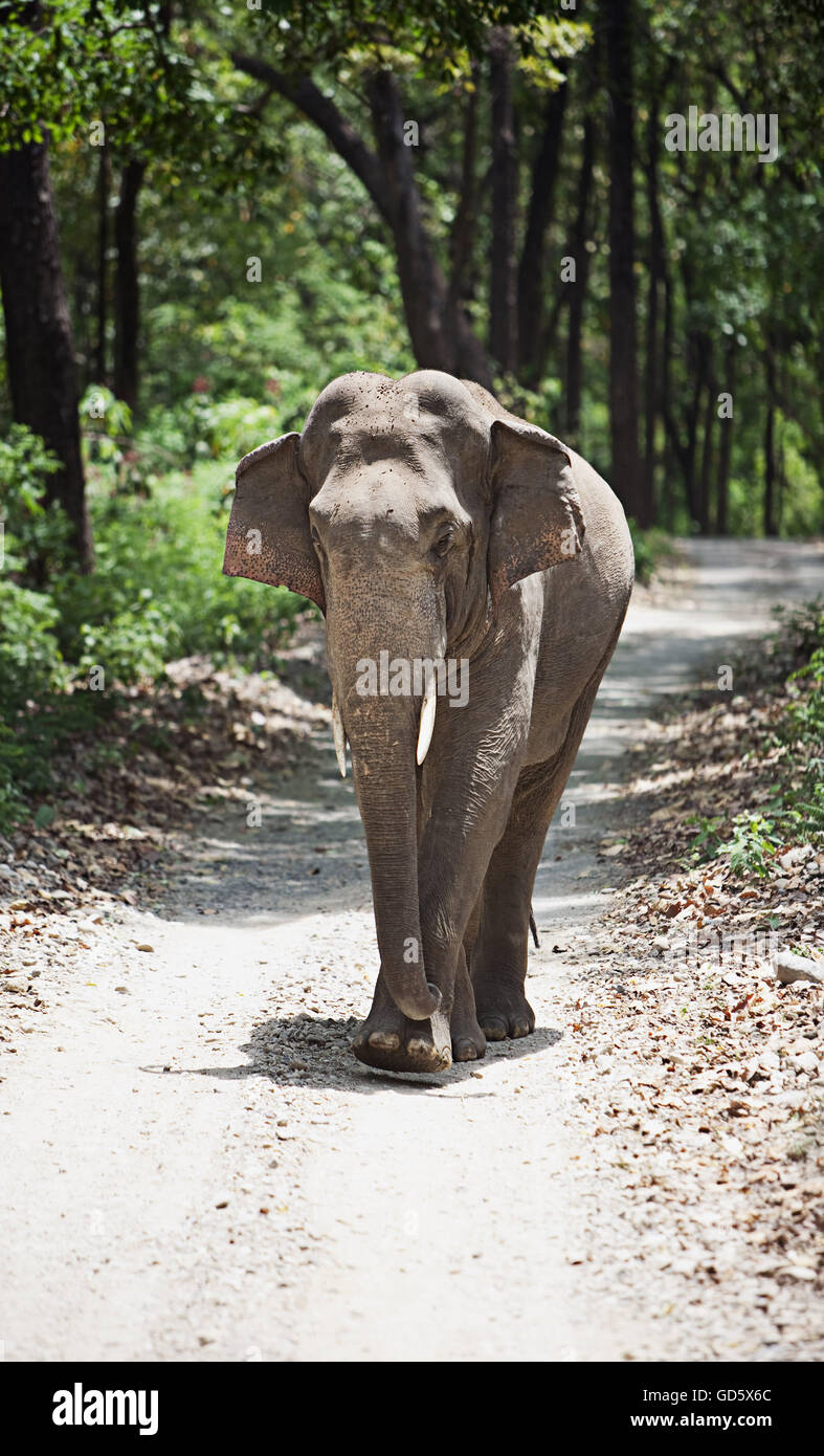 India road elephant hi-res stock photography and images - Alamy