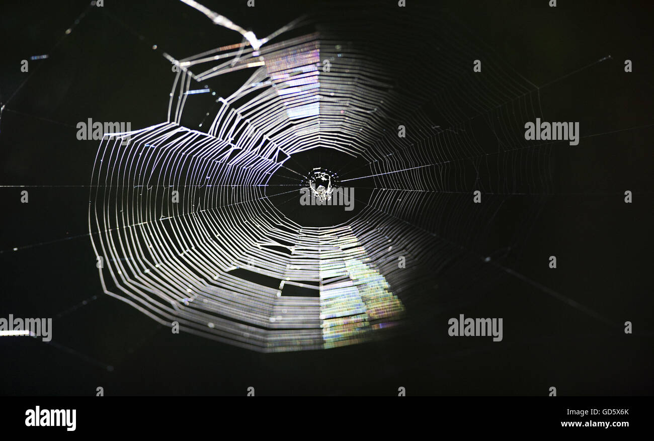 Spider in its web Stock Photo - Alamy