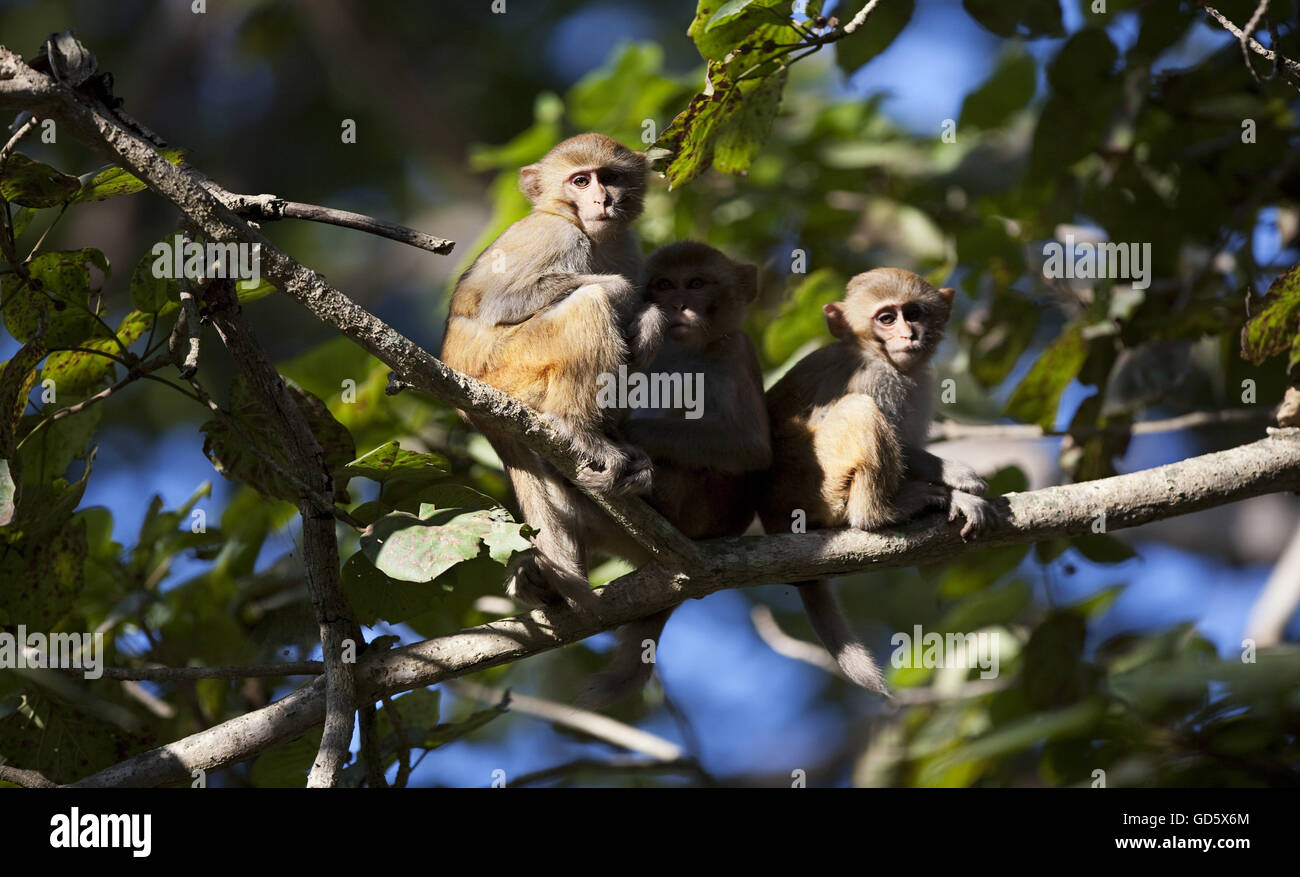Macaques parks hi-res stock photography and images - Alamy