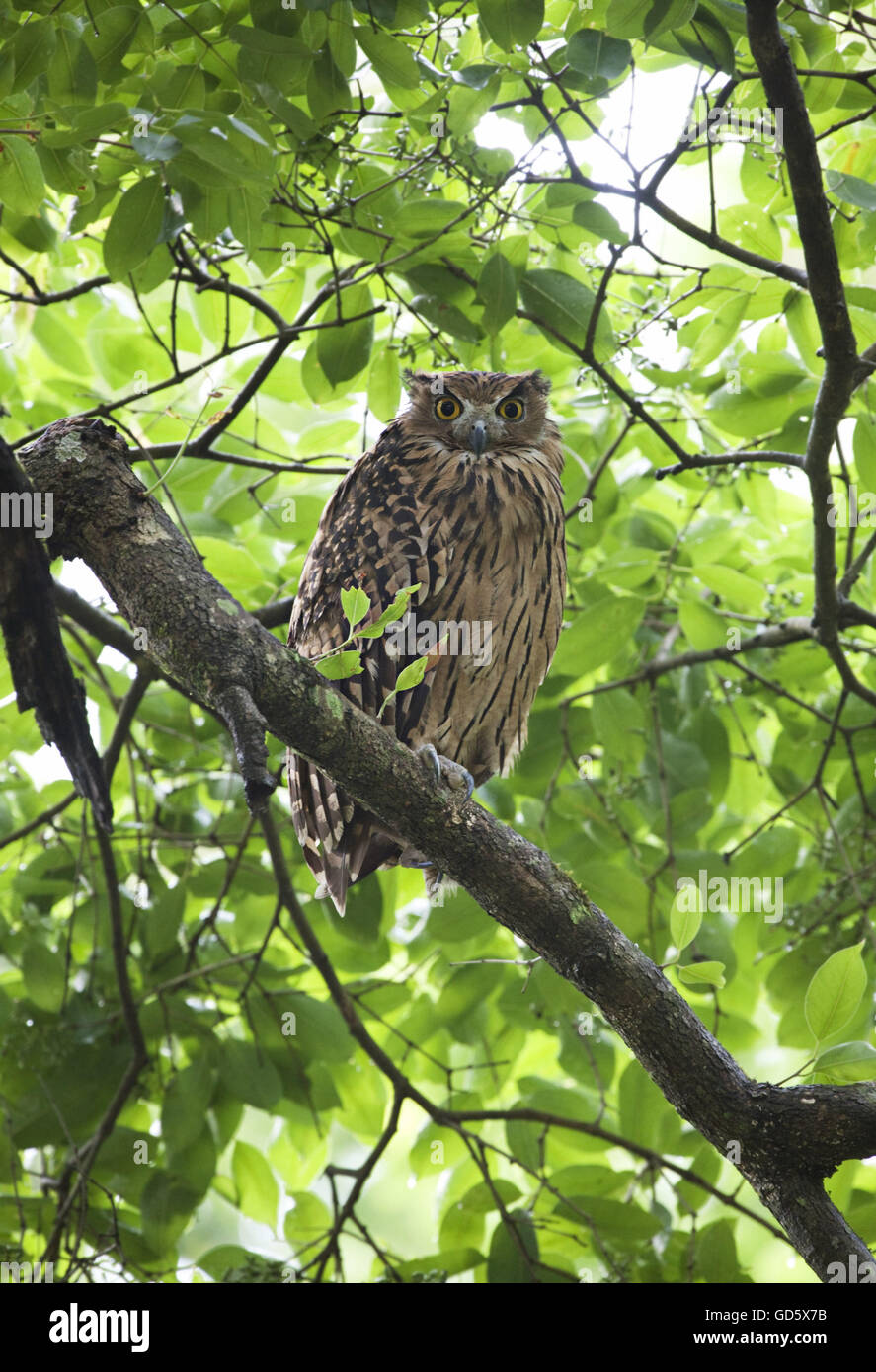 Brown Fish Owl Stock Photo - Alamy