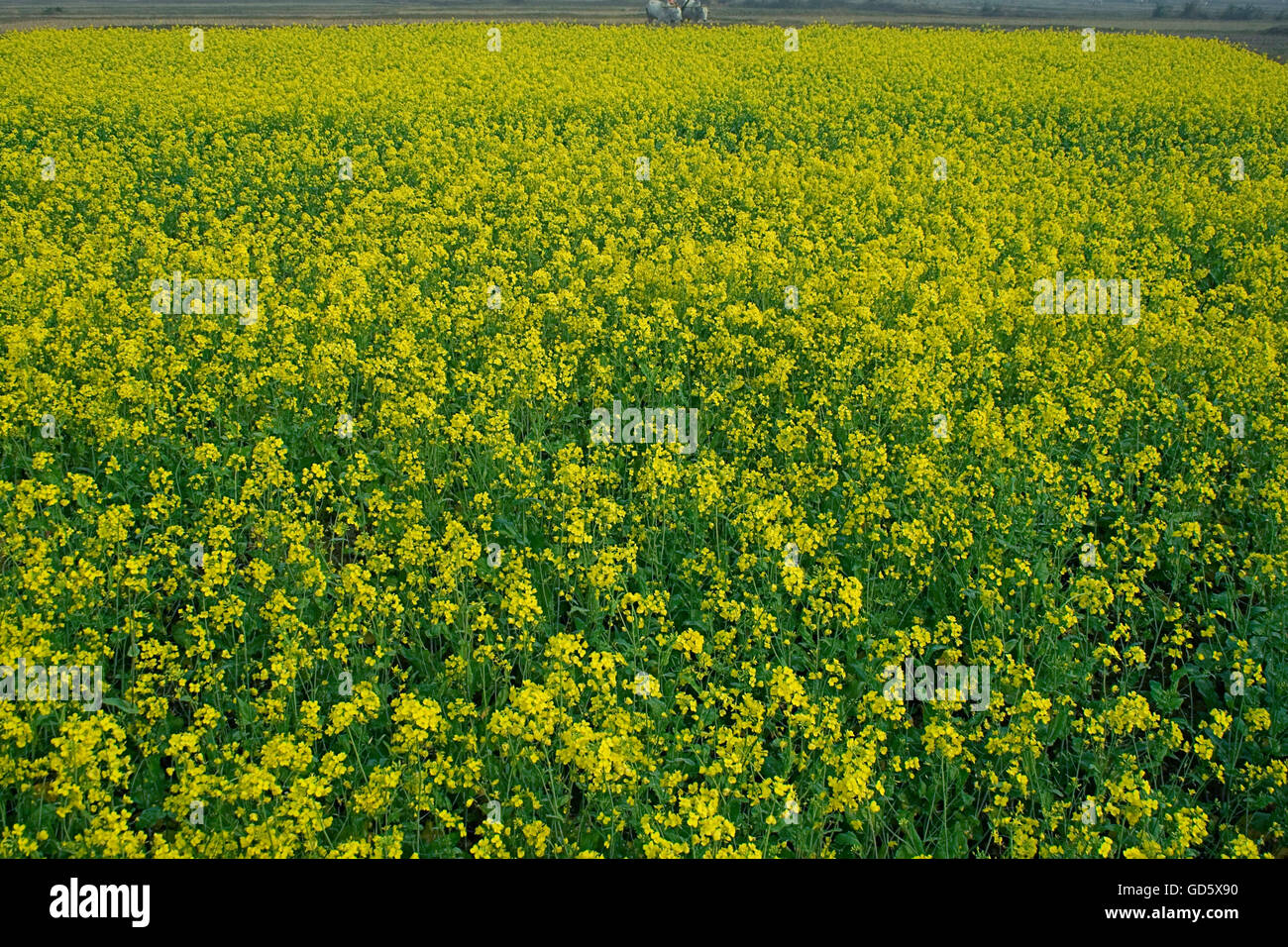 Field of mustard flowers Stock Photo - Alamy