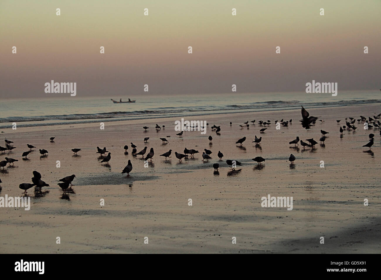 Aves mumbai hi-res stock photography and images - Alamy