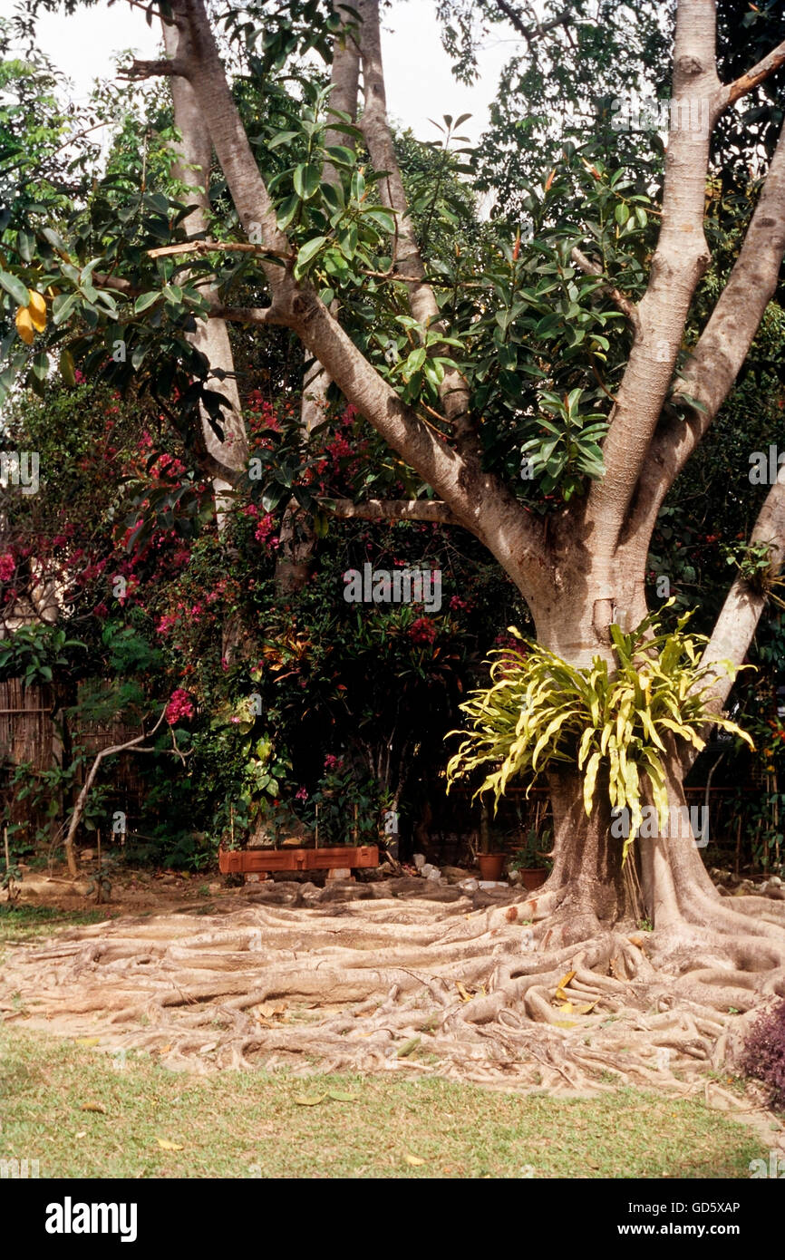 Roots of a tree Stock Photo - Alamy