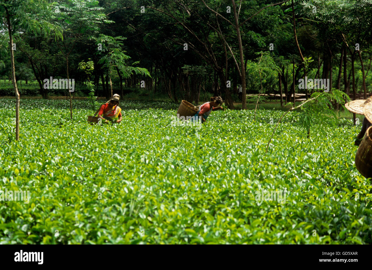 Tea picker in tea plantation assam hi-res stock photography and images ...