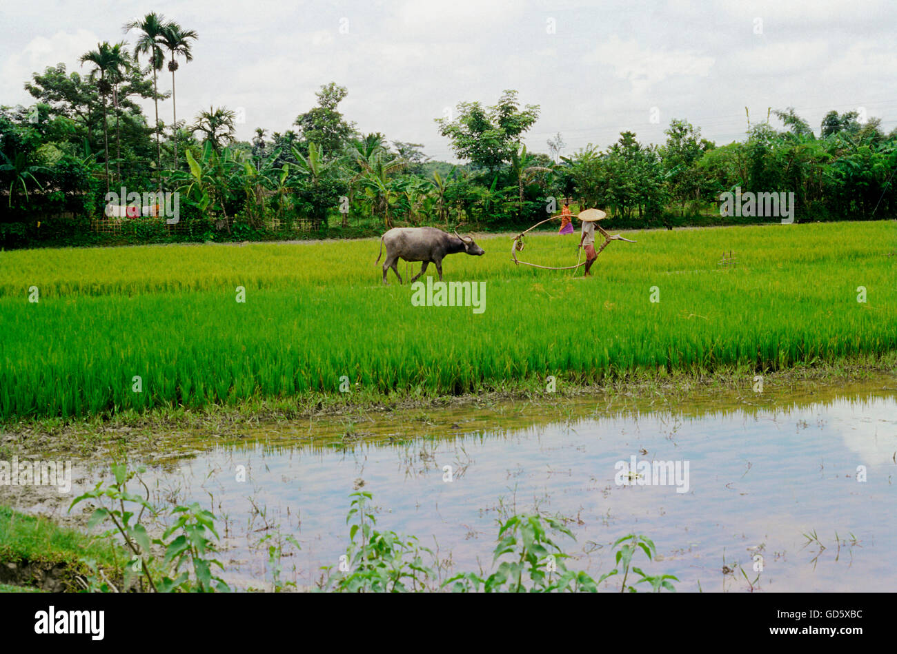 India assam field rice hi-res stock photography and images - Alamy