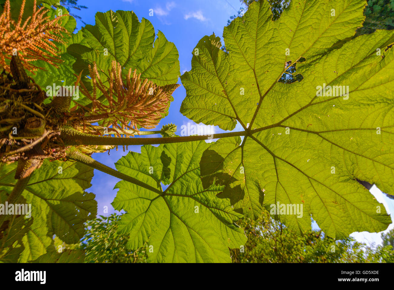 Huge tropical leaves in the Monteverde Cloud Forest Preserve, Costa ...
