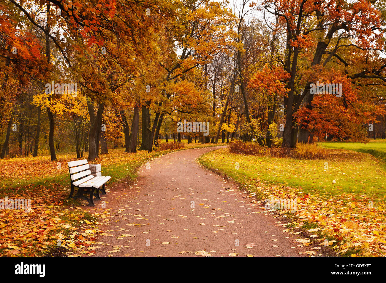 colorful autumn maple trees fallen leaves path bench in park Stock ...