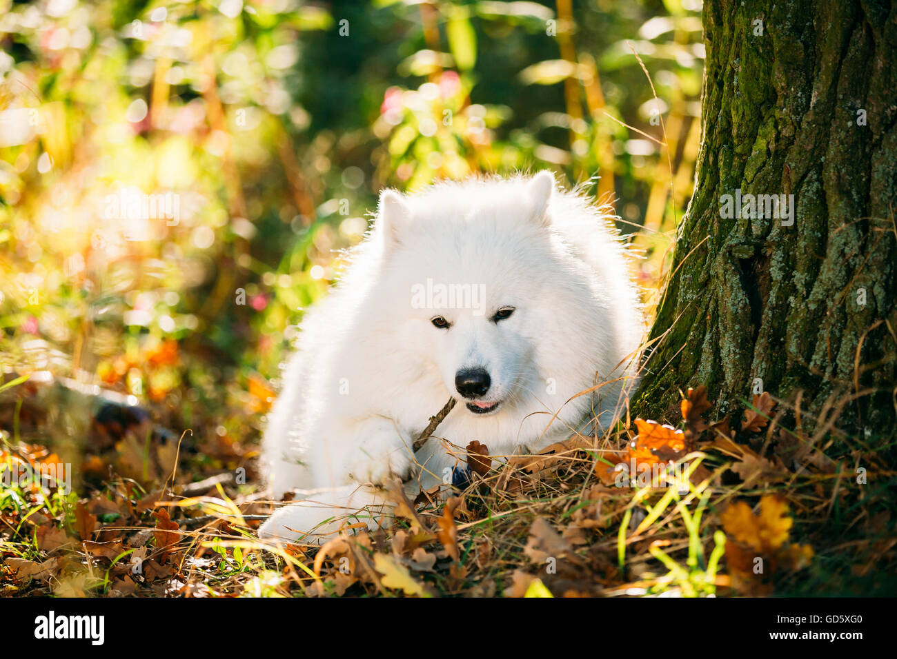 Funny Happy White Samoyed Dog Outdoor in Autumn Forest, Park. Puppy ...