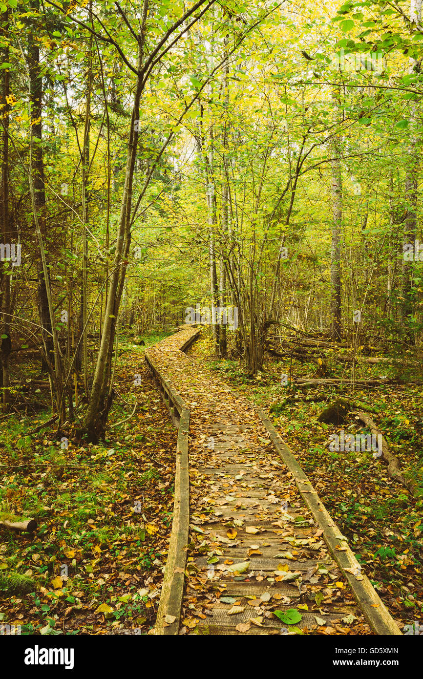 Wooden boarding path way pathway in autumn forest Stock Photo - Alamy