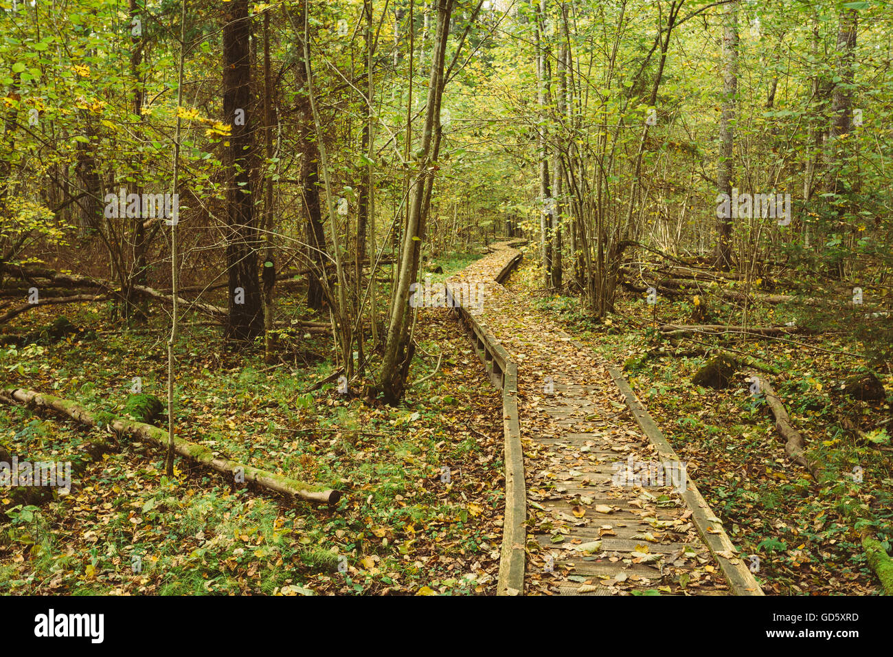 Wooden boarding path way hi-res stock photography and images - Alamy