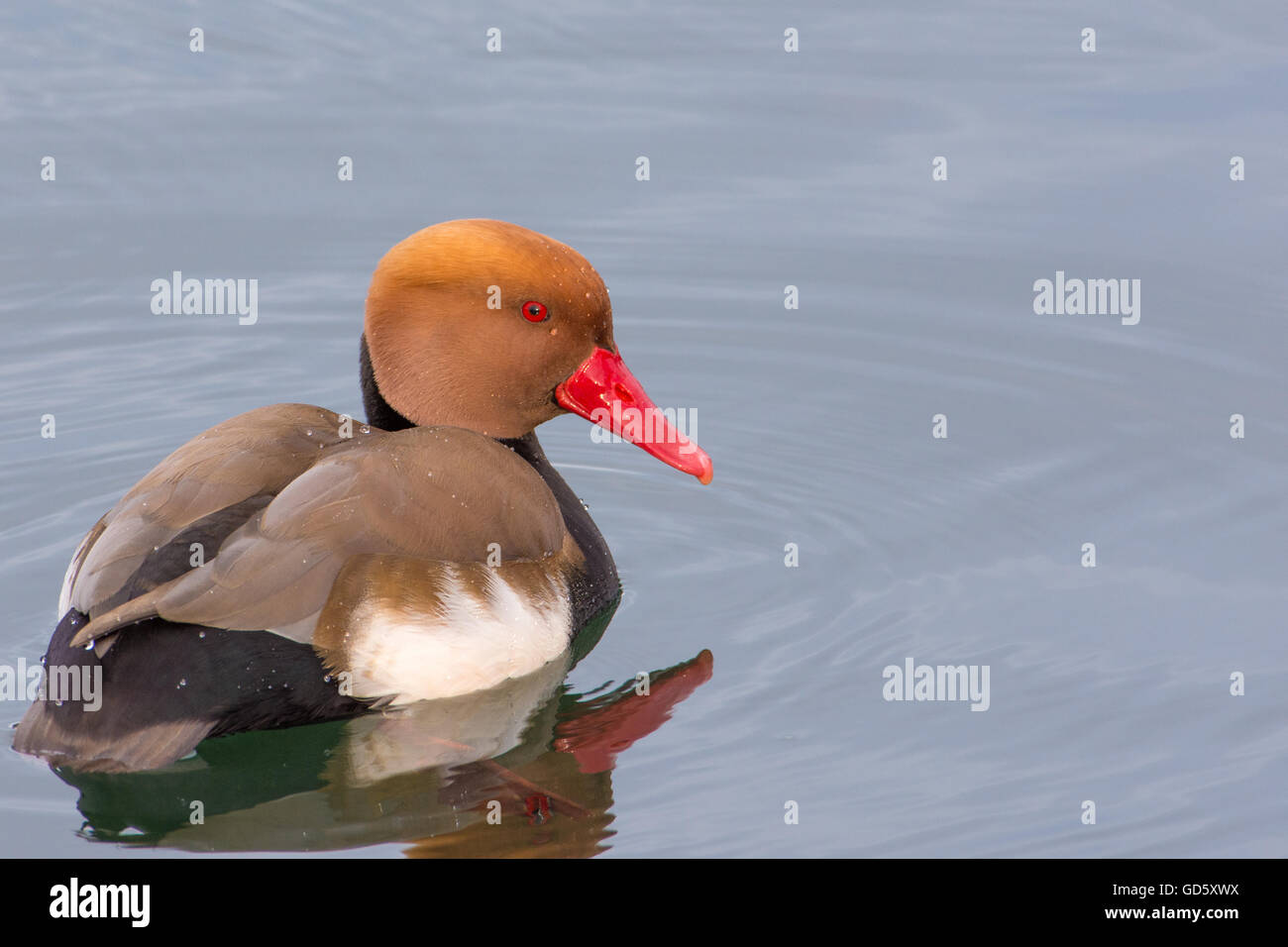 Ferruginous duck (aka., ferruginous pochard, Aythya nyroca, fudge duck ...