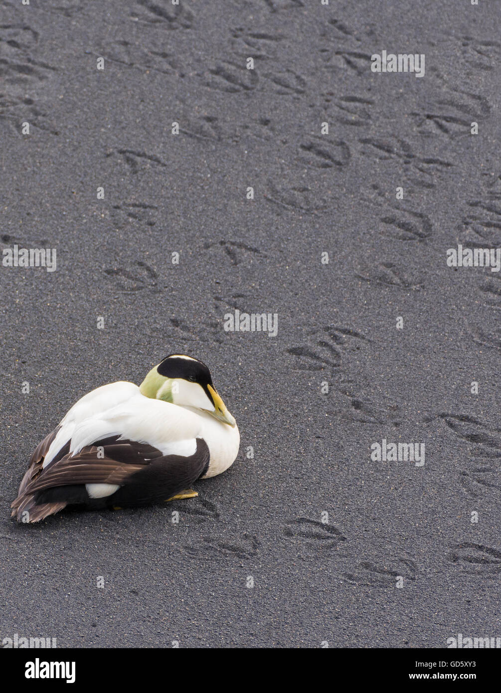 Duck footprint hi-res stock photography and images - Alamy