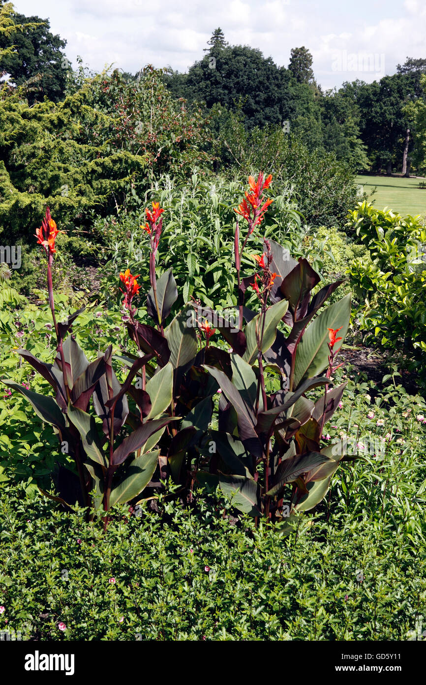 CANNA INDICA PURPUREA. INDIAN SHOT PLANT Stock Photo - Alamy