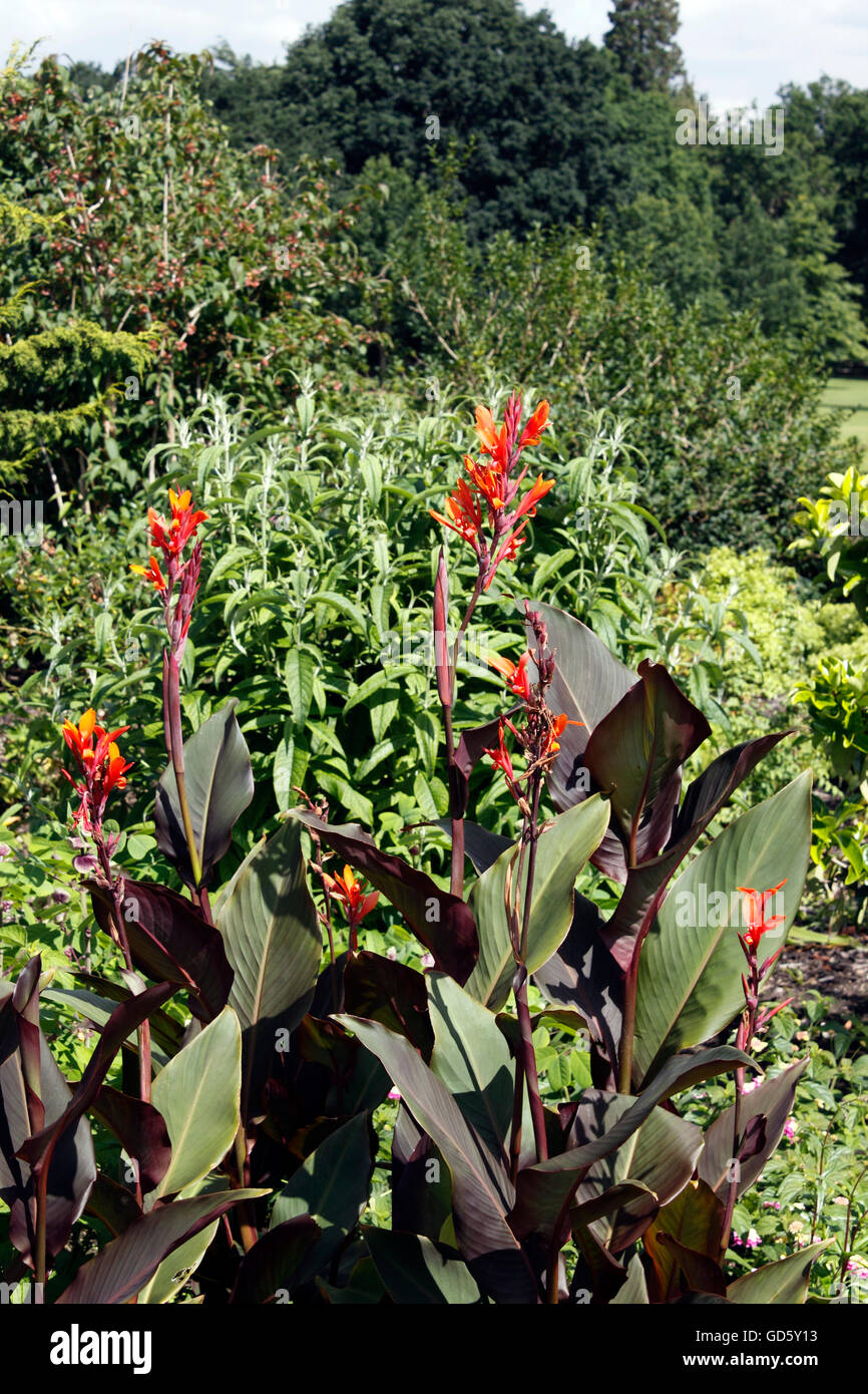 CANNA INDICA PURPUREA. INDIAN SHOT PLANT Stock Photo - Alamy