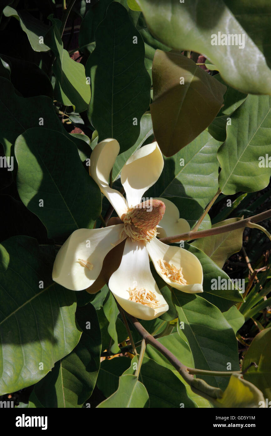 Magnolia tree in summer magnolia hi-res stock photography and images ...