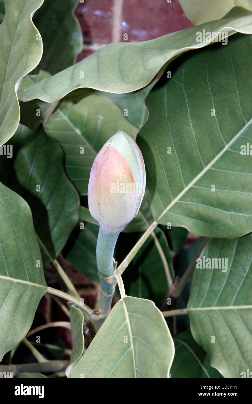 MAGNOLIA DELAVAYI FLOWER BUD Stock Photo - Alamy