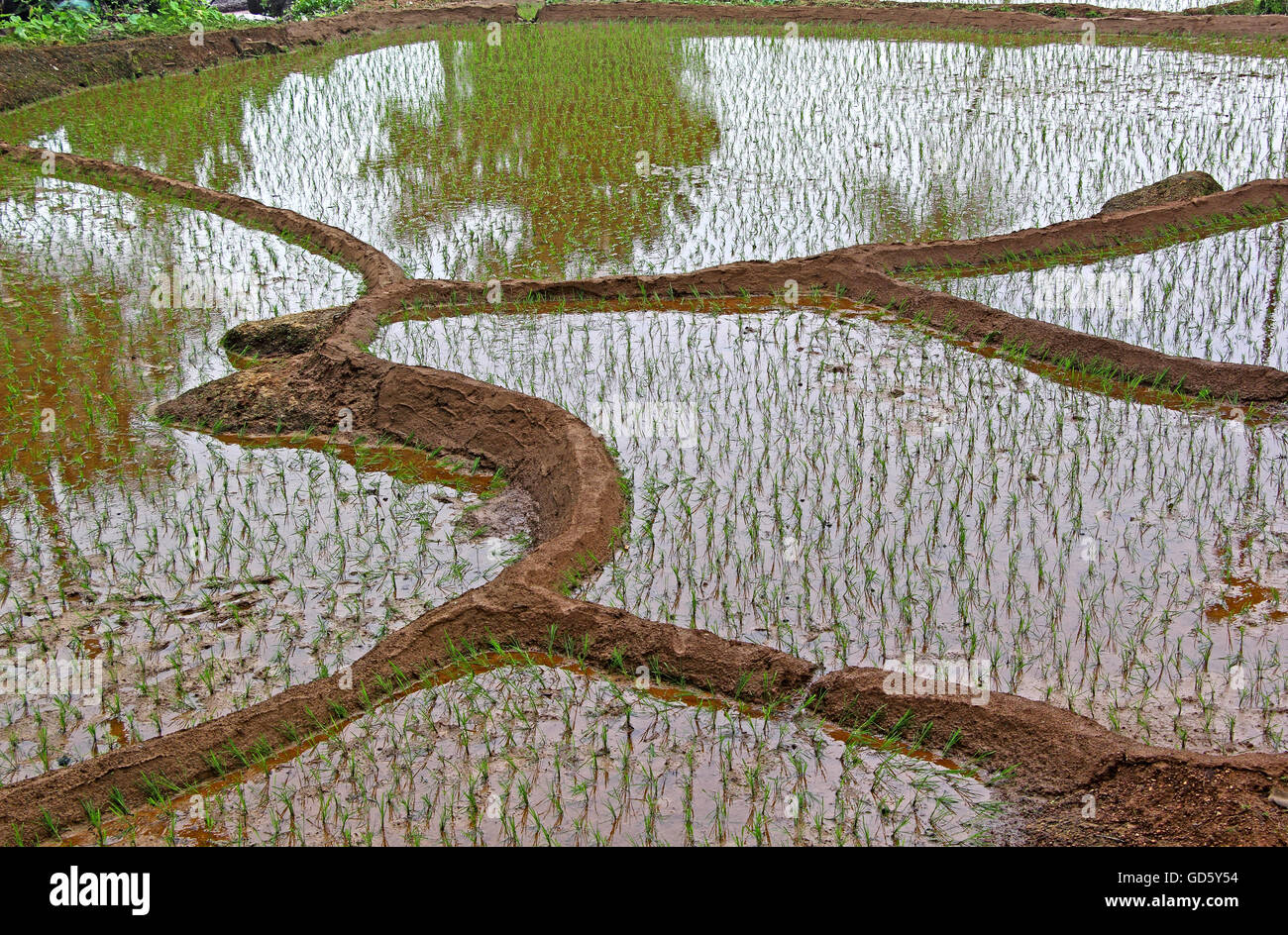 Paddy field goa hi-res stock photography and images - Alamy
