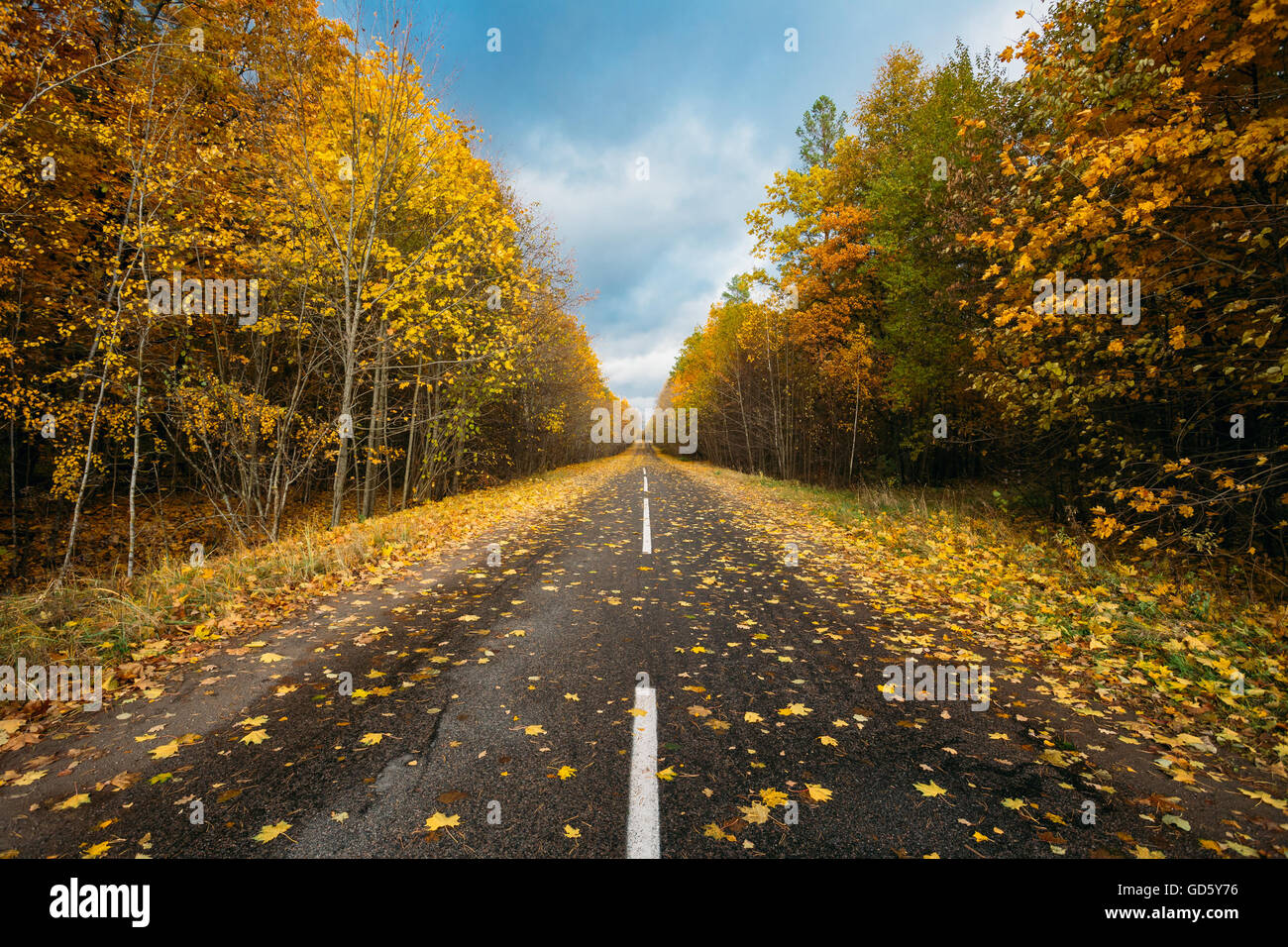 Walkway in forest autumn hi-res stock photography and images - Alamy