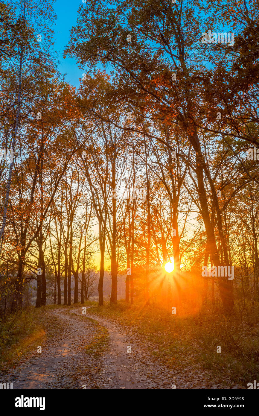 Forest and sunset hi-res stock photography and images - Alamy