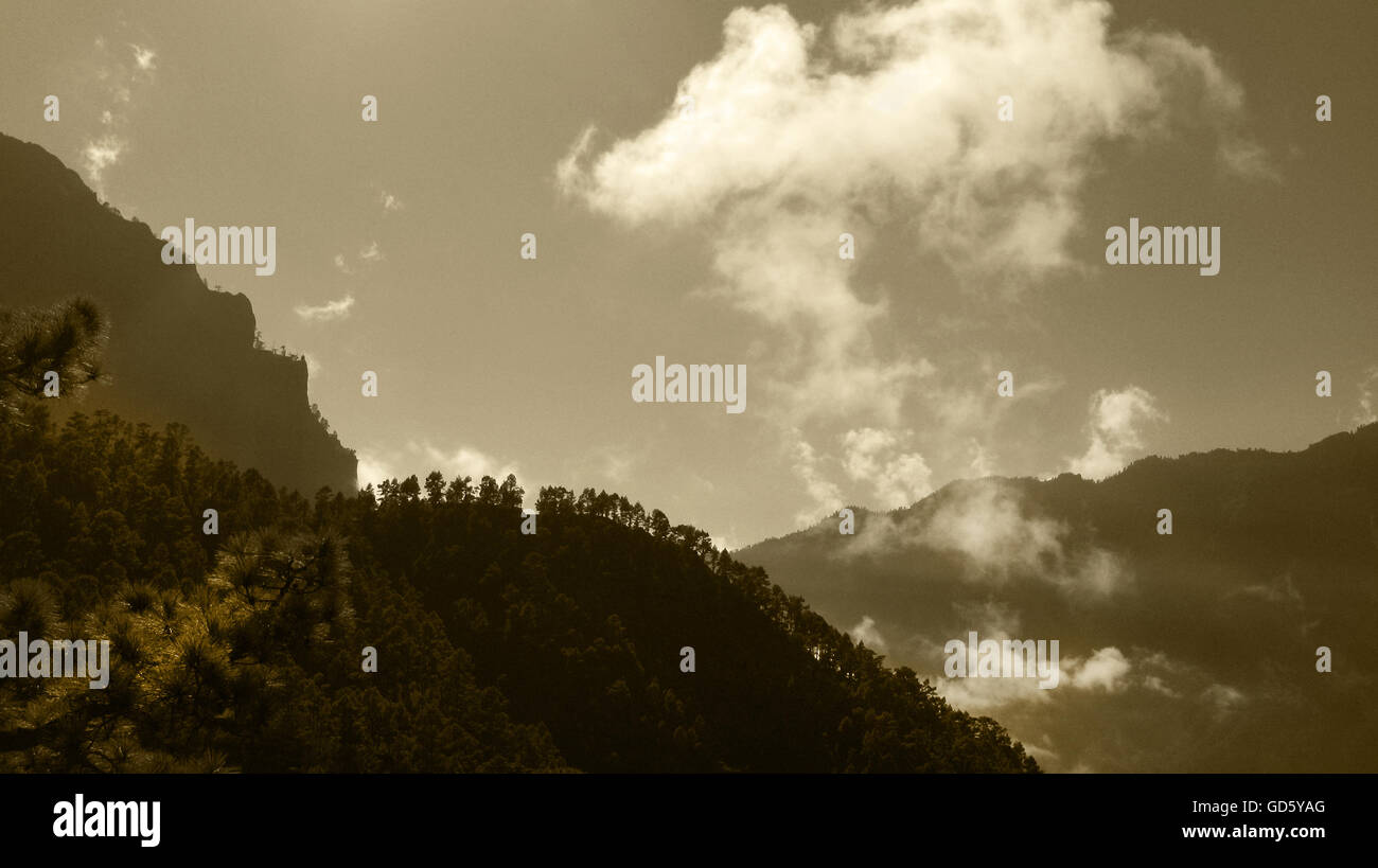 Pine tree forest in Spain. Canary Islands. La Palma. Sepia tone Stock ...