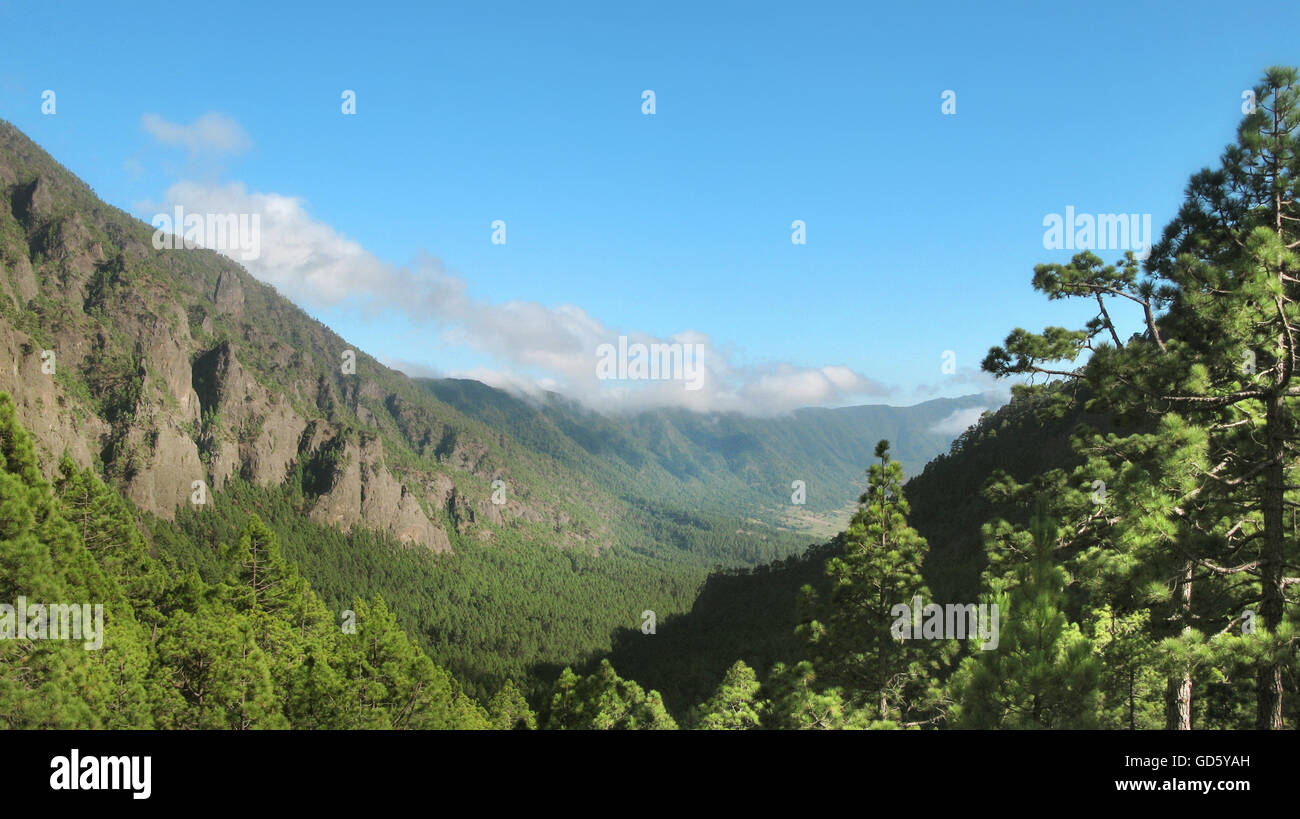 Pine tree forest in Spain. Canary Islands. La Palma. Horizontal Stock ...