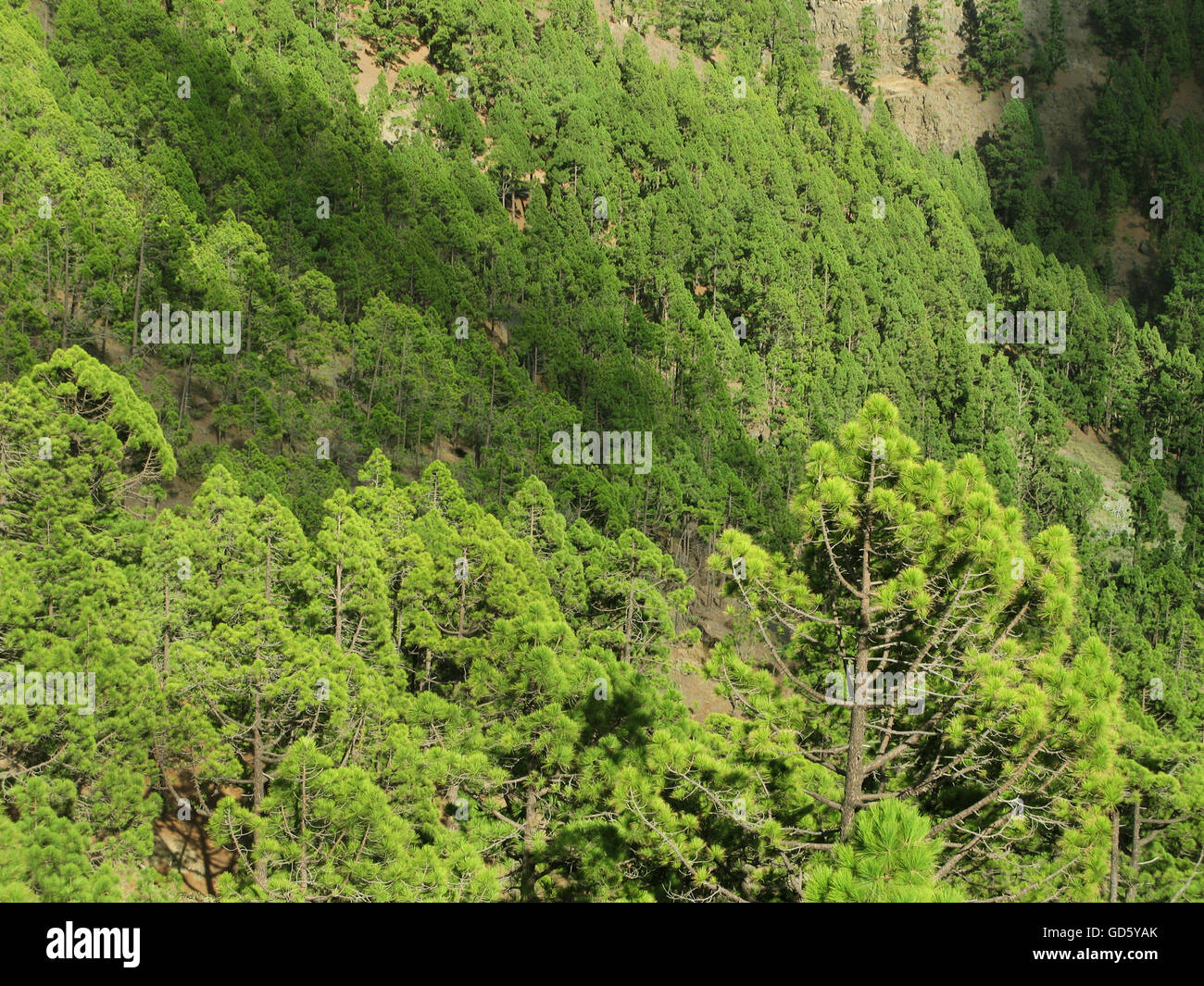Pine tree forest in Spain. Canary Islands. La Palma. Horizontal Stock ...