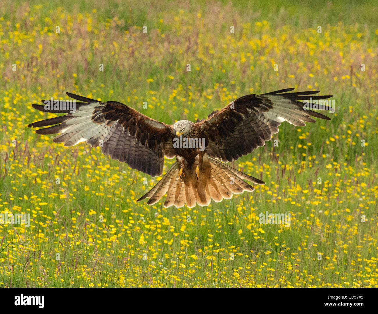 Red kite scotland hi-res stock photography and images - Alamy