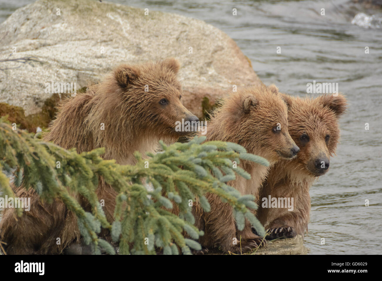 Grizzly bear cubs, Brook Falls, Katmai National Park, Alaska Stock ...