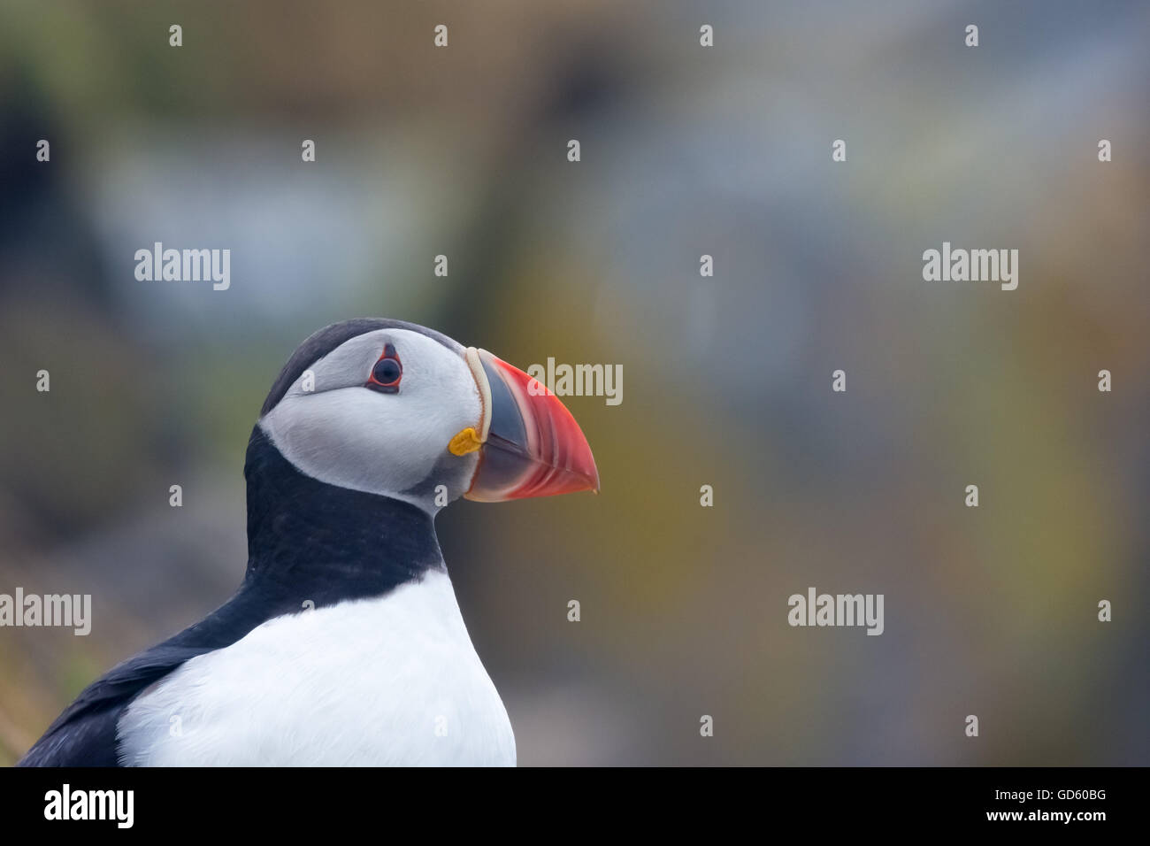 Puffins braving hi-res stock photography and images - Alamy