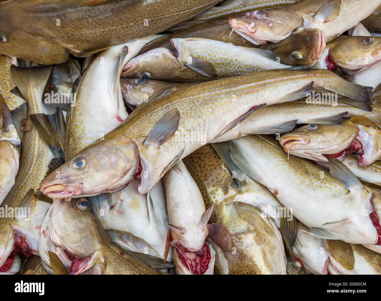 Fresh cod, Iceland Stock Photo - Alamy