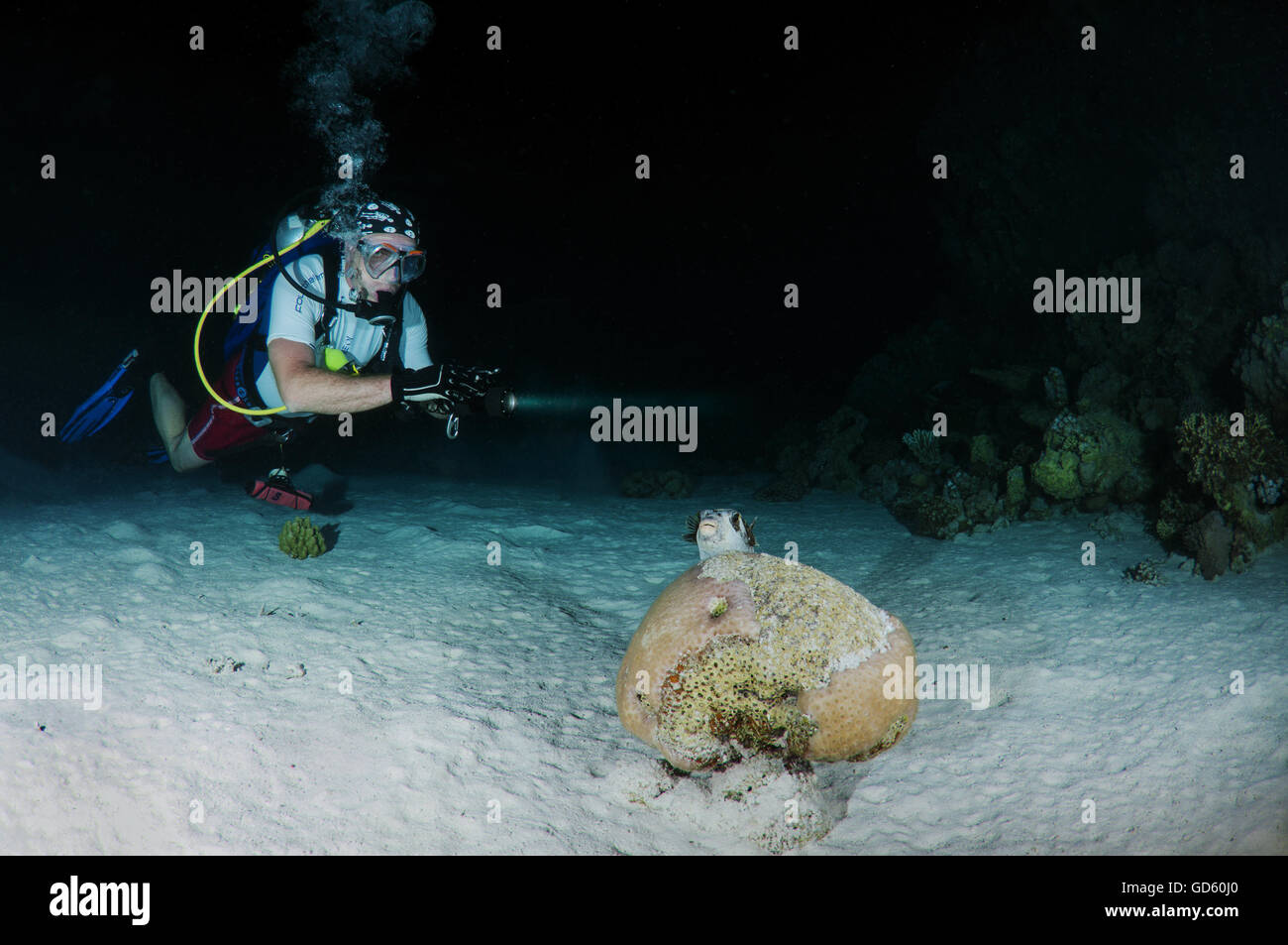 Male toads in water hi-res stock photography and images - Alamy