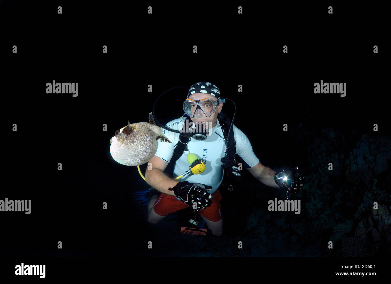 Male toads in water hi-res stock photography and images - Alamy