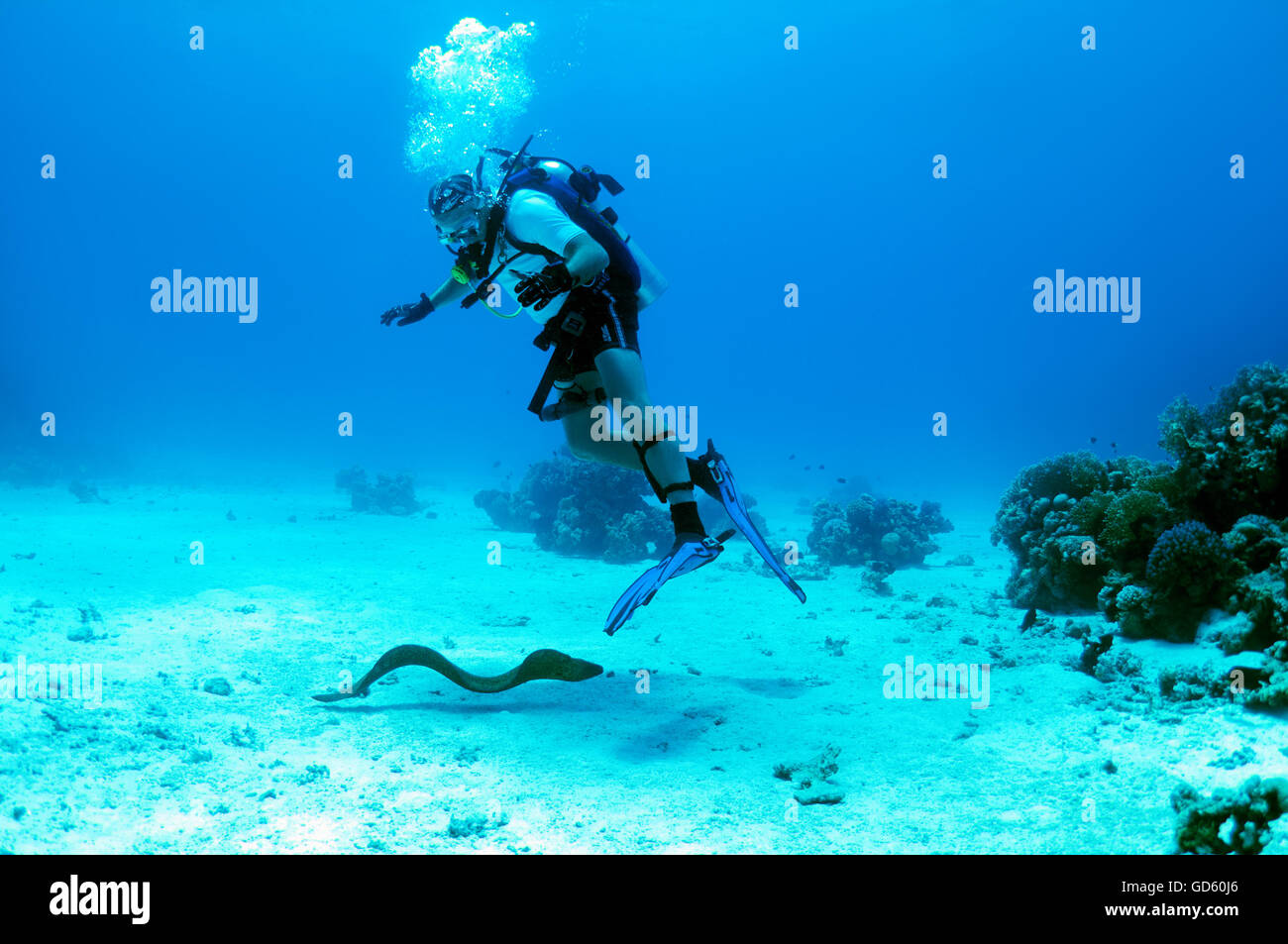 Moray swims under the scuba diver, Giant moray (Gymnothorax javanicus ...