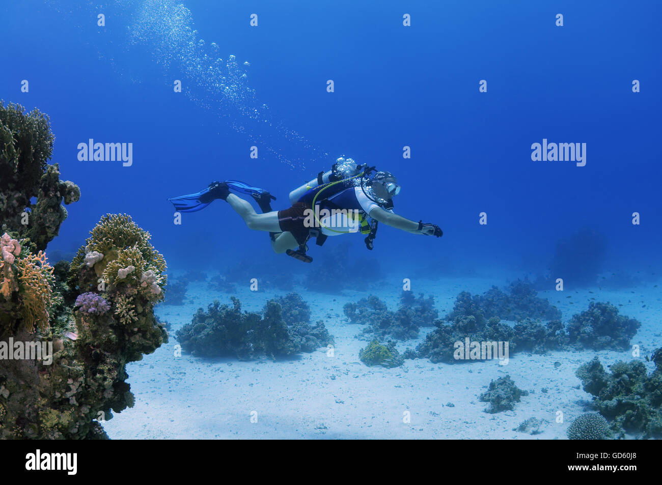 Male scuba diver with a coral reef, Red sea, Egypt Stock Photo - Alamy