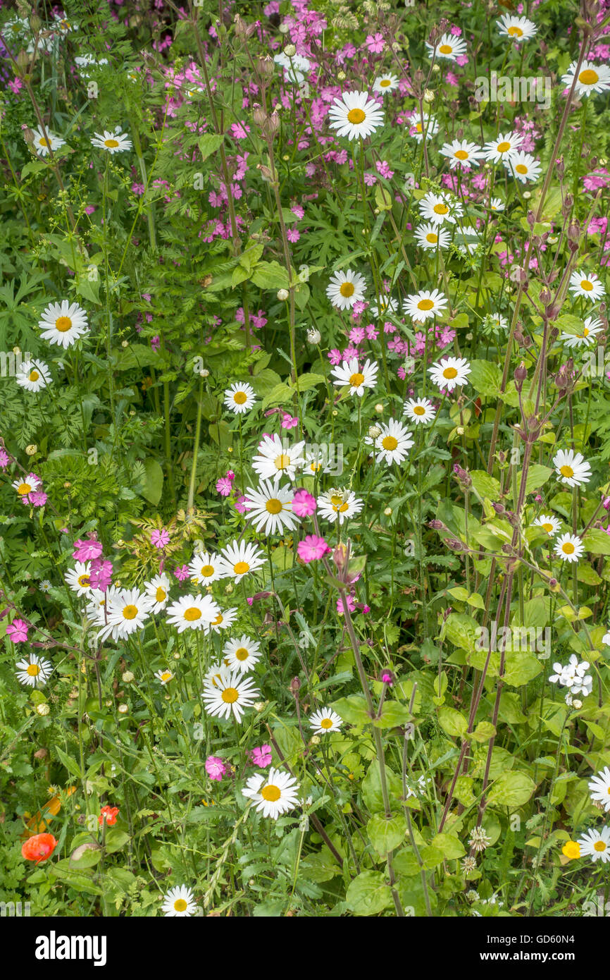 Wildflower Meadow Garden Wild Spring flowers Stock Photo - Alamy