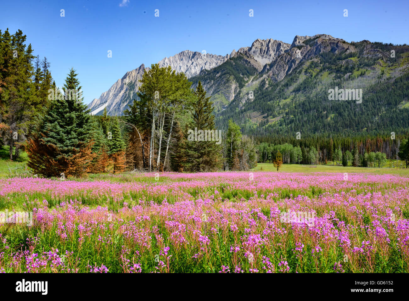 A meadow covered with wild flowers, Bow River Valley Parkway, Banff ...